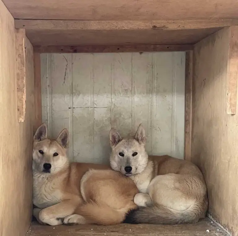 Can Rescue Dogs Recover from Trauma? Ten Surprising Myths | Healing Fur ...